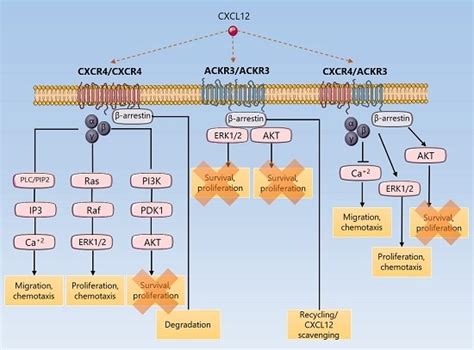 Ijms Free Full Text Breast Cancer An Examination Of The Potential