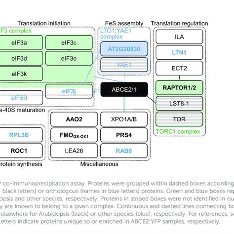 Dorsoventral Patterning In Api7 1 Leaves A L Leaf Cell Phenotypes Of