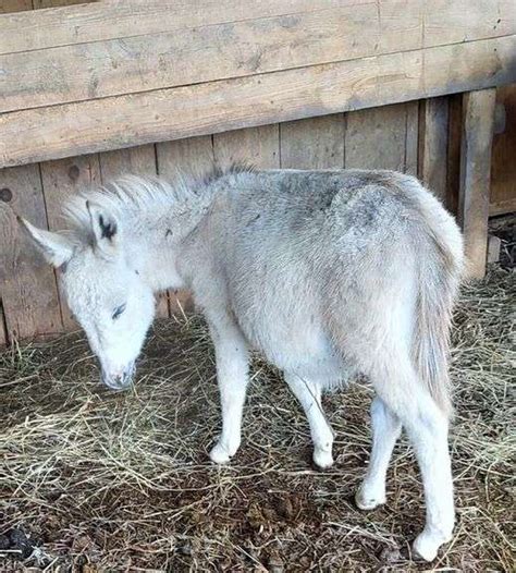 Mini Jack Donkey Casper 5 Months Old Rogers Community Auction Inc