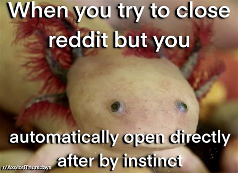 Never Ending Cycle R Memes