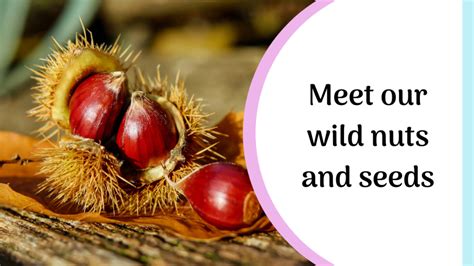 How To Identify Tree Nuts Lauded Site Photo Galleries
