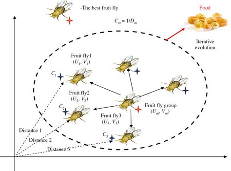 the interactive process of group iterative food searching of fruit fly