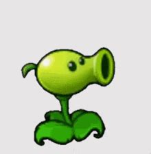 Peashooter Pvz Meme Peashooter Pvz Plants Vs Zombies Discover Share Gifs