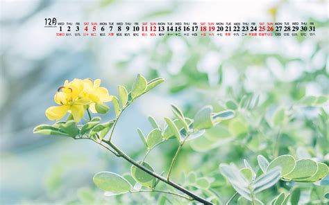 2021年12月高清日历壁纸图片淡雅清新12月日历壁纸三千图片网