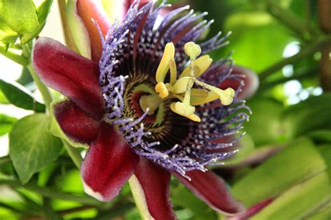 Flor de maracujá