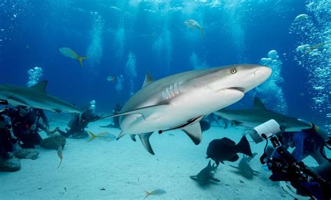 Nassau Shark Dive Cruise Excursion 2 Tank Certified Scuba Dive