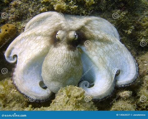 Octopus Portrait Stock Image Image Of Reserve Snorkelling 14563537