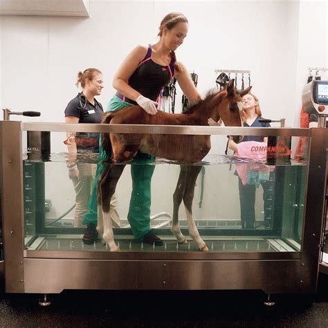 Nc State Vet School Vet Tech School Vet Tech Student Equine