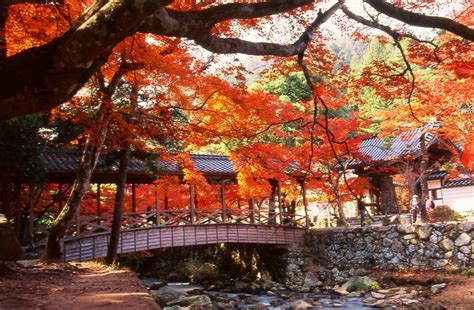 広島屈指の紅葉の名所『佛通寺』と もみじまつりの『三景園』 宇和島自動車