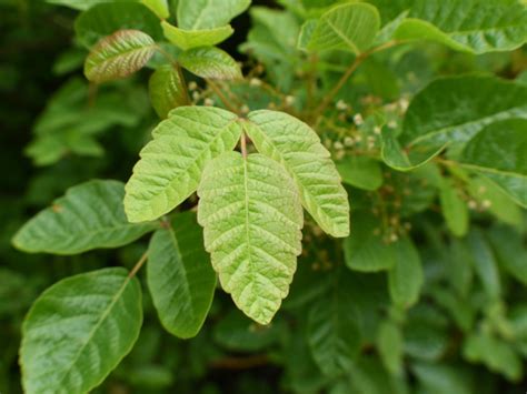 Plants That Cause Allergic Reactions