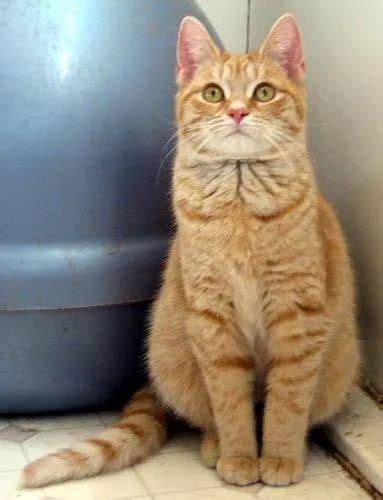 Python实现猫脸识别 喵主子福利 Csdn博客 Python实现猫脸识别 喵主子福利 Csdn博客