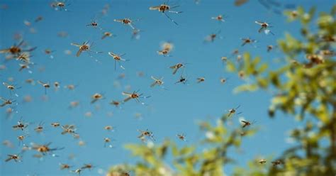 Las Plantas Que Atraen A Los Mosquitos Y La Mayoría Tiene En Su Jardín