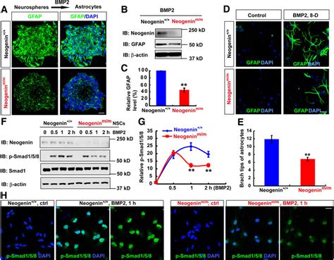 Impaired BMP2 Smad1 Signaling And Astrocytic Maturation In Neogenin M M