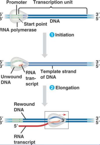 Biology Chapter Steps Of Transcription Flashcards Quizlet