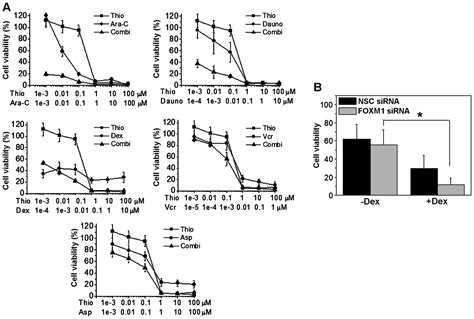 Foxm1 Is Overexpressed In B Acute Lymphoblastic Leukemia B All And