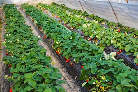 Background Foto Ladang Stroberi Stroberi Stroberi Merah Buah Latar