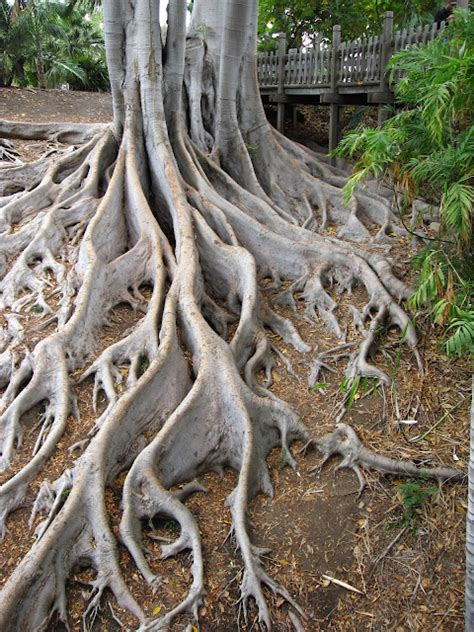 WanderLost Roots