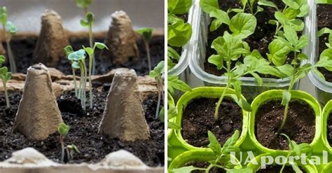 Які рослини садити на розсаду у лютому сприятливі дні прості поради з посадки розсади