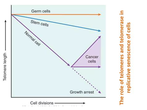 Basics Of Cellular Aging And Pptx
