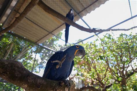 Programação de férias do Zoológico de Guarulhos começa nesta quarta 5