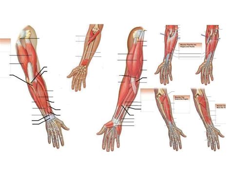 Diagram Of CPPS Lecture Arm Diagram Quizlet