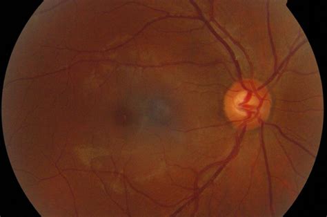 How Human Experience Makes Science Possible