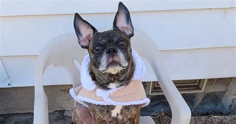 French Bulldog And Pug Mix What To Expect
