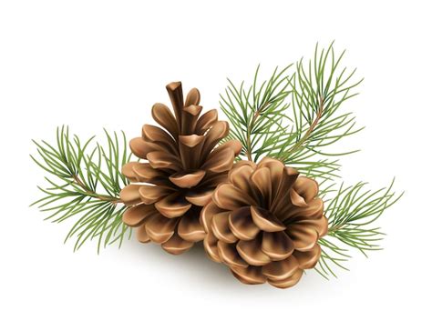 Premium Vector Pine Cone With A Branch Of Spruce Needles Isolated On A White Background Realistic