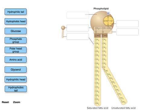 Solved Identify The Components Of A Phospholipid Molecule