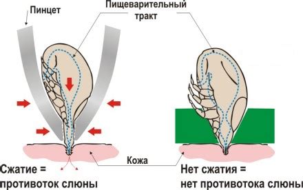 Клещи у собак. Обработка собак от клещей, блох. Защита от укусов клещей ...