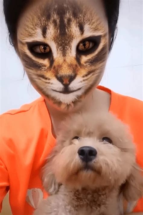 El Filtro De Tik Tok Que Vuelve Locos A Los Gatos Infobae
