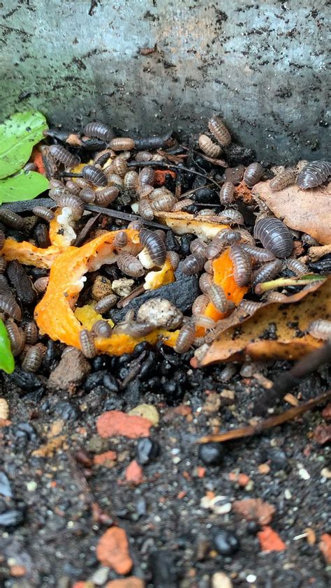 Pod Mix Got A New Orange Peel 🧡 R Isopods