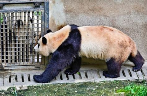 回中國後的福寶🥺🥺🥺真不忍看 福寶