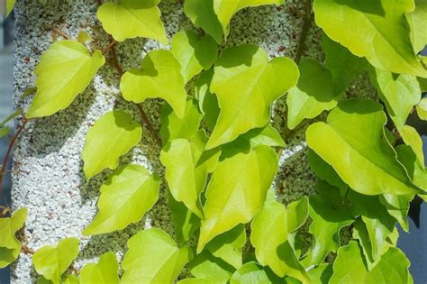 Folhas De Hera Verde Em Uma Parede Rebocada Pedras Pequenas Foto