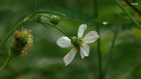 그리운 사람아 임승천 작시 박경규 작곡 테너 하만택 Youtube