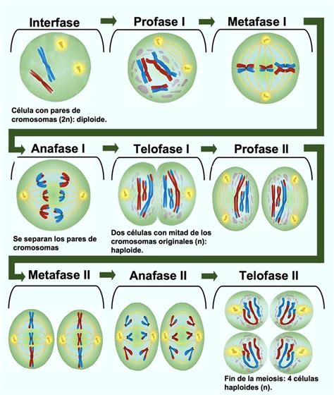 Meiosis El Gen Curioso Tu sitio de ciencias y divulgación