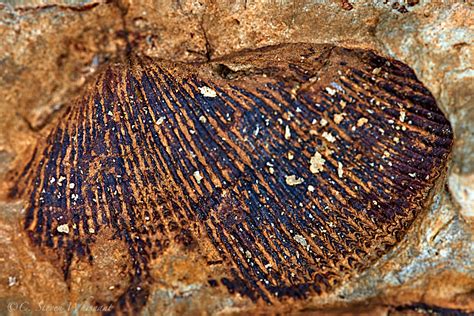 No Better Life Fossils At Poverty Point