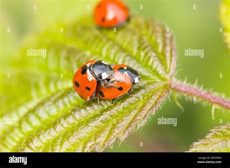 Coccinella Septempunctata Seven Spot Ladybird Seven Spotted Ladybug