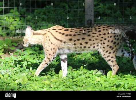Serval Leptailurus Serval Stock Photo Alamy
