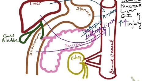 Amylase And Lipase Substrate At Cassandra Wasinger Blog