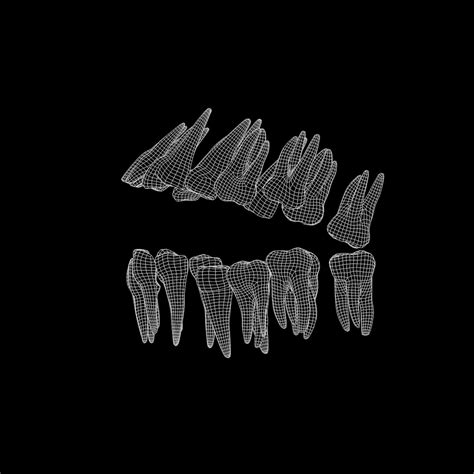 3d Model Teeth