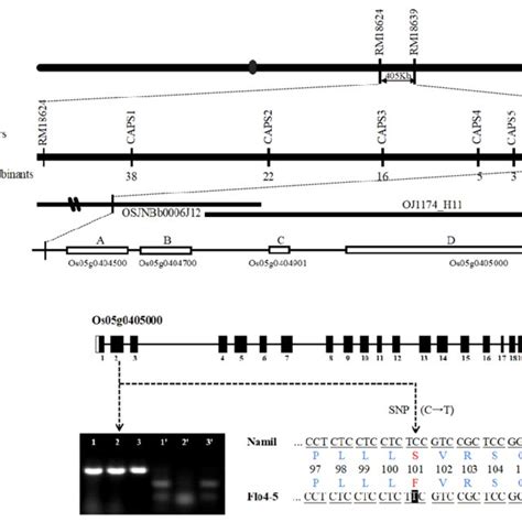 Map Based Cloning Of The Flo4 5 Mutant A Fine Mapping Of The Flo4 5 Download Scientific