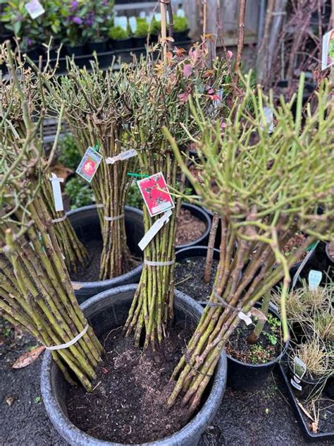 Rose Floribunda ‘friesia 2ft Standard Bare Rooted Neth Green