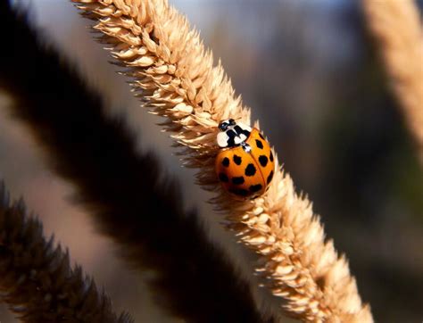 11 Dead Ladybug Spiritual Meanings And Symbolism