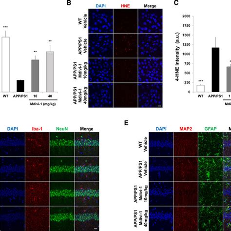 Mdivi 1 Inhibits Mitochondrial Fragmentation And Ros Production In