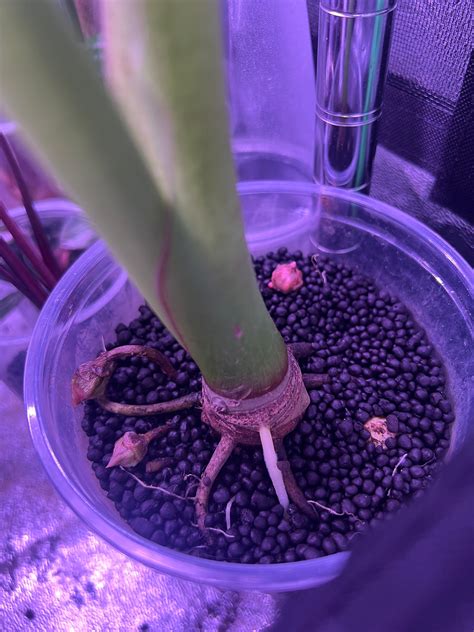 Alocasia Regal Shield Albo Variegated Corm No Variegation Guarantee Us
