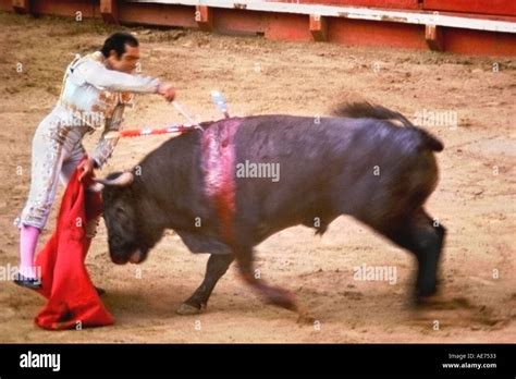 5072 Matador Thrusting Sword Into Bull For The Kill Tijuana Mexico