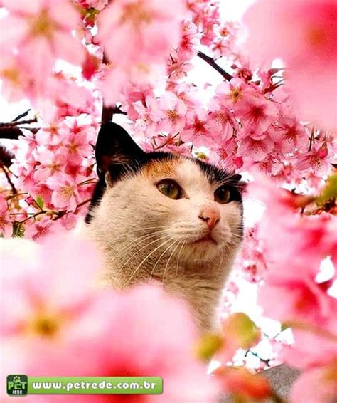 Cinco coisas que você não sabia sobre a vida secreta dos gatos PetRede