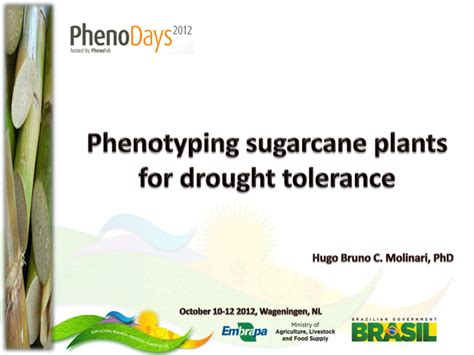 Pdf Phenotyping Sugarcane Plants For Drought Tolerance