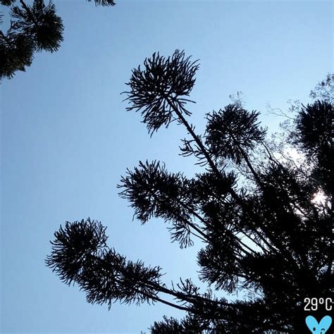 Parque Monteiro Lobato Ponta Grossa PR